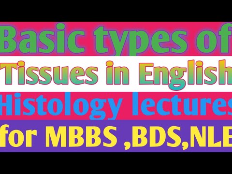 4 major tissue types |Major tissues in the body |Histology different ...