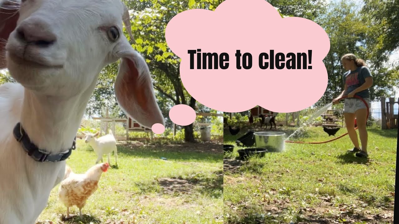 Time to clean up the farm!!! (Goats are messy creatures 🤣) - YouTube