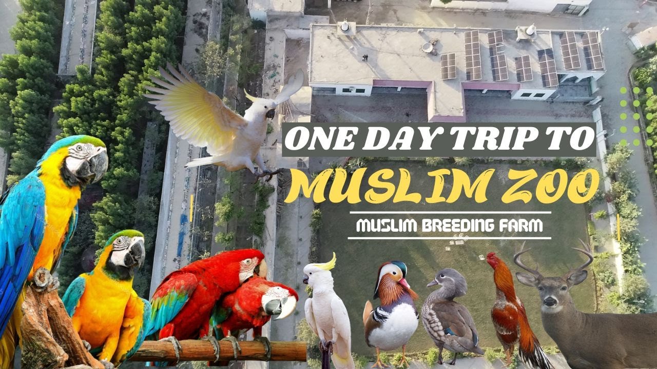 Complete Zoo Walking Tour | Wildlife Park In Pakistan | Muslim Breeding ...