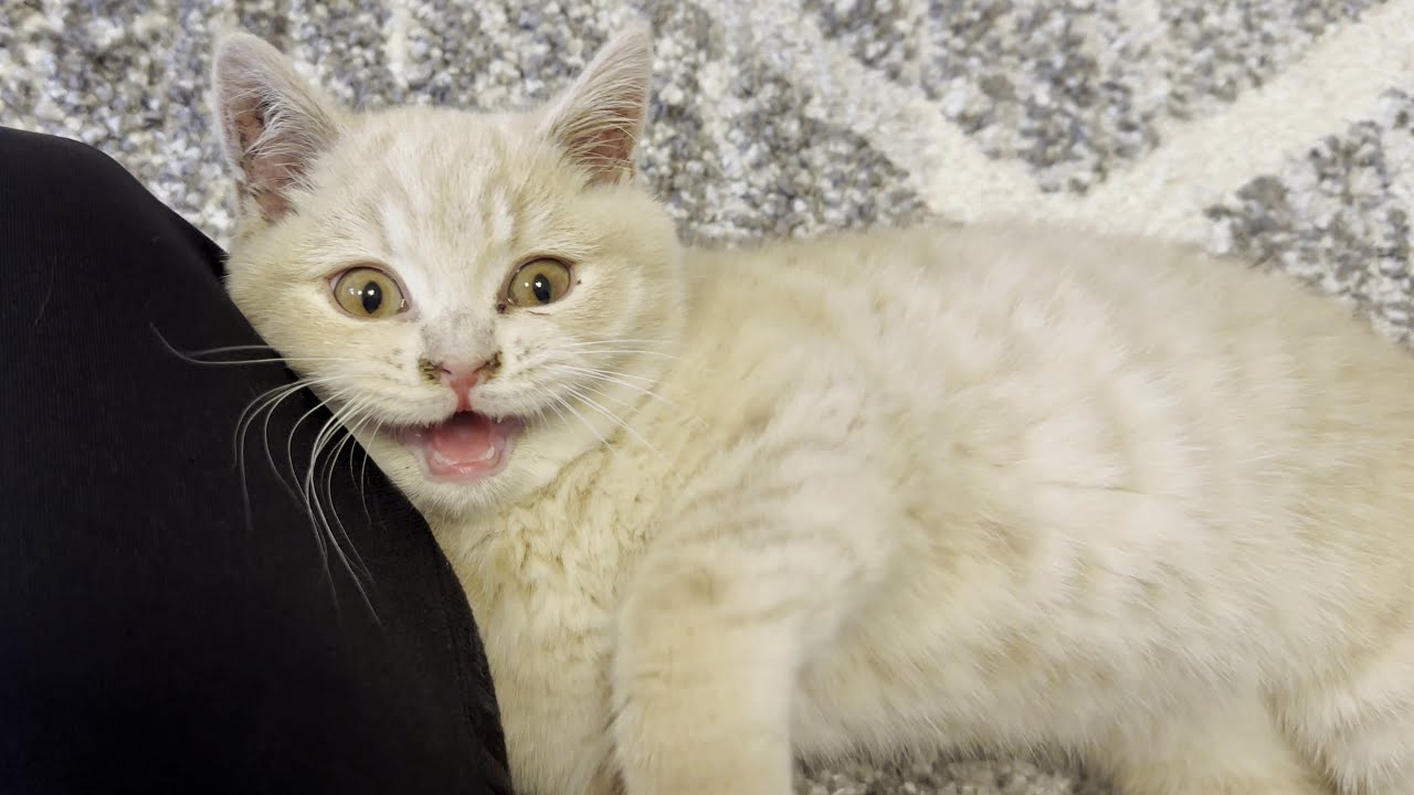 Cute Meowing Kitten - YouTube