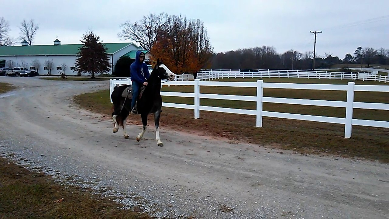 Show Me Dollars at Saddle Brooke Stables - YouTube