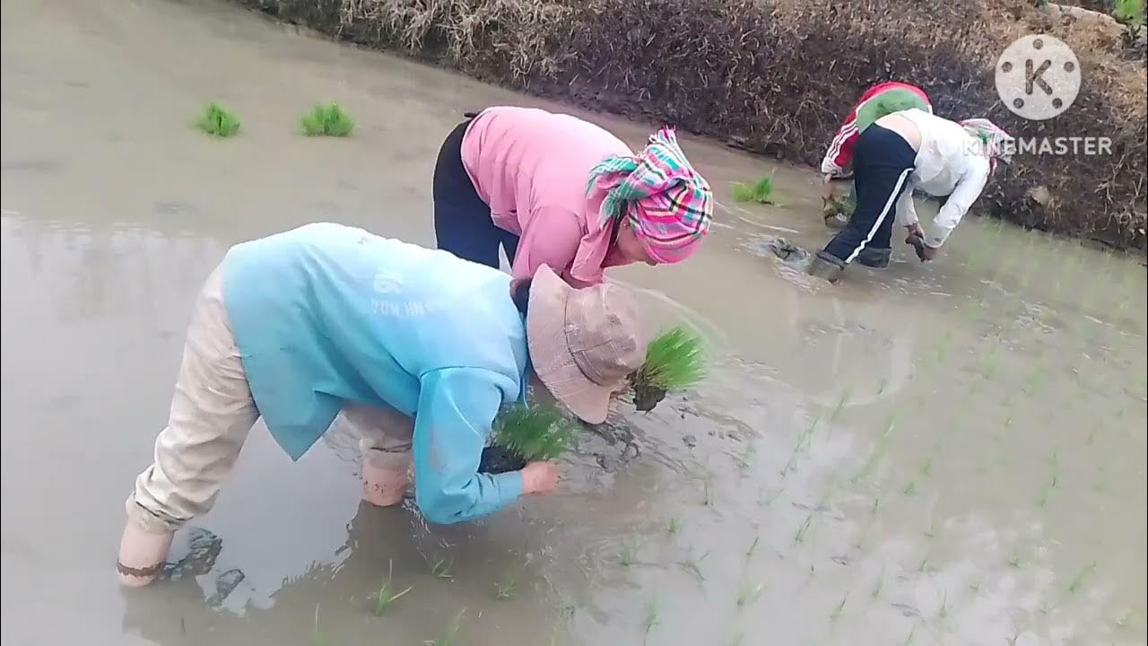 saib peb cog liaj nawb - YouTube