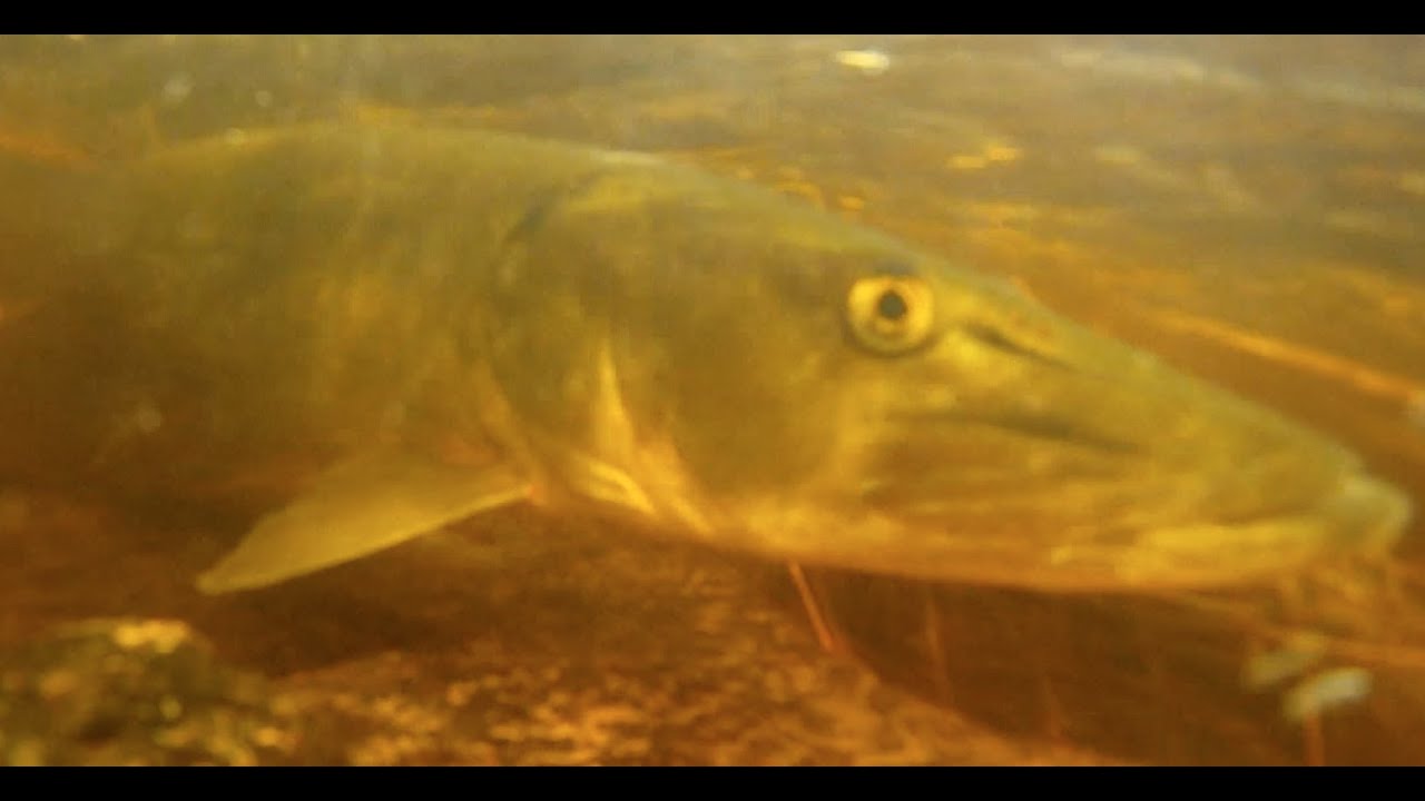 Rare Underwater Footage of Huge Wisconsin Muskies Spawning! - YouTube