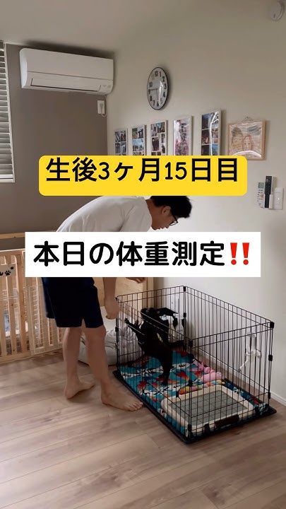 本日の体重測定‼️#フレンチブルドッグ #フレブル #犬のいる生活 #癒し #frenchbulldog #shorts#癒し #ペット #愛犬 - YouTube