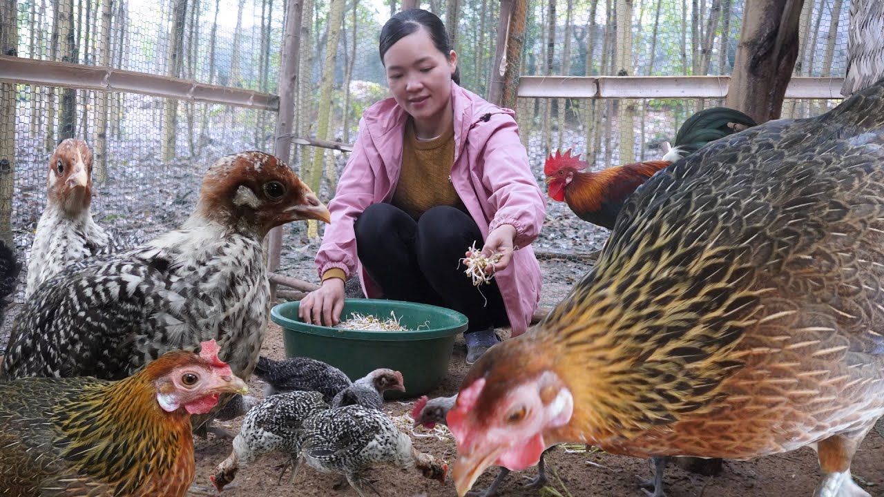 3 Days Incubate Bean Sprouts as Food For Laying Hens. Life in The ...