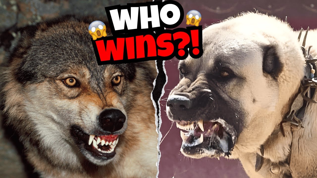 What Happens When a Kangal Meets a Wolf in Real Life - YouTube
