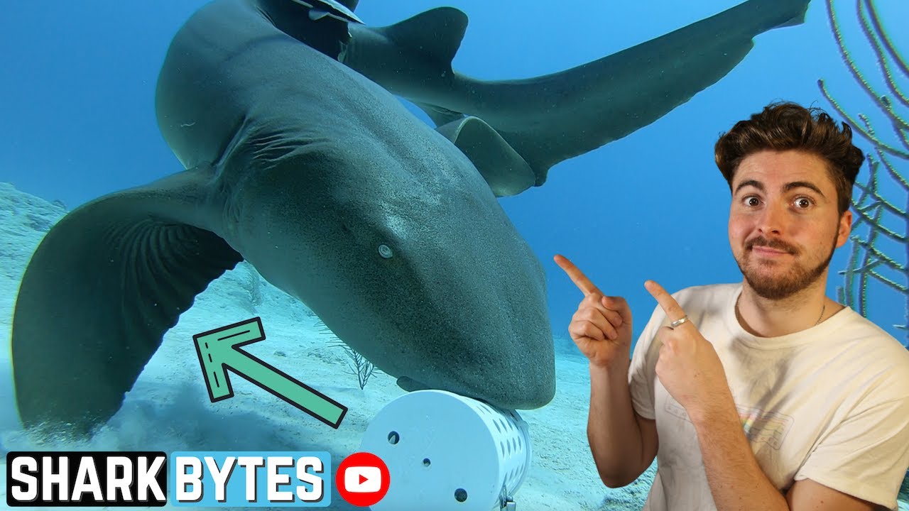 CRAZY Nurse Shark Feeding Behaviours (My Research!) - YouTube