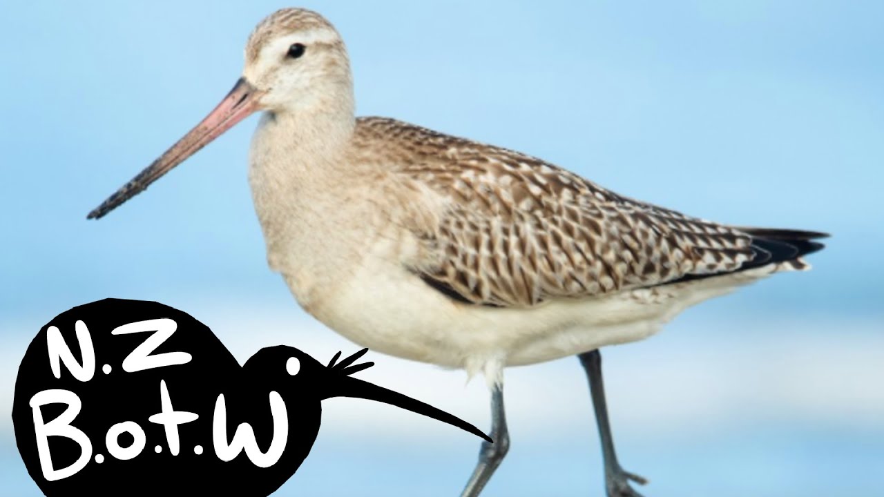 Bar-tailed godwit - New Zealand Bird of the Week - YouTube