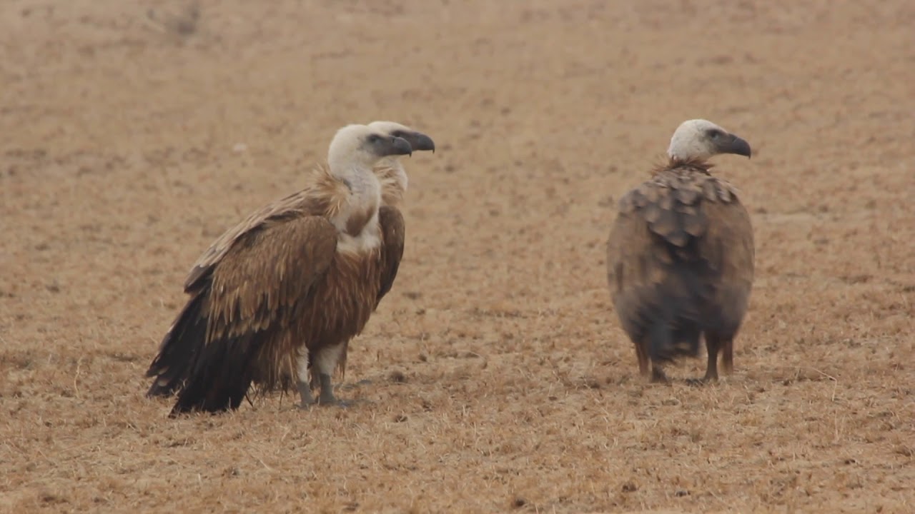 Eurasian Griffon - YouTube