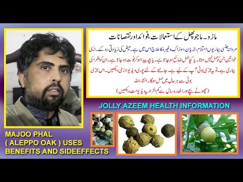 majoo phal/mazo phal kay istimal fawad aor nuksan| quercus infectoria uses benefits and sideeffects|