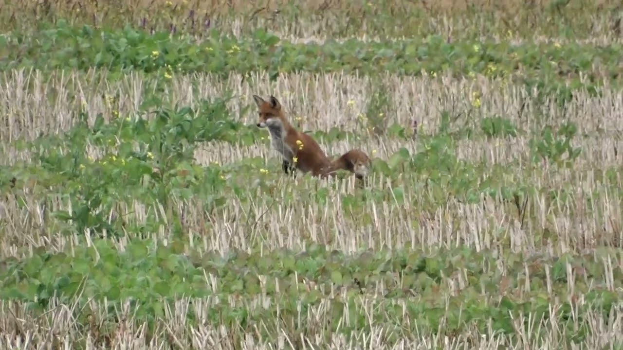 Rudoji lapė / Vulpes vulpes / Red fox - YouTube