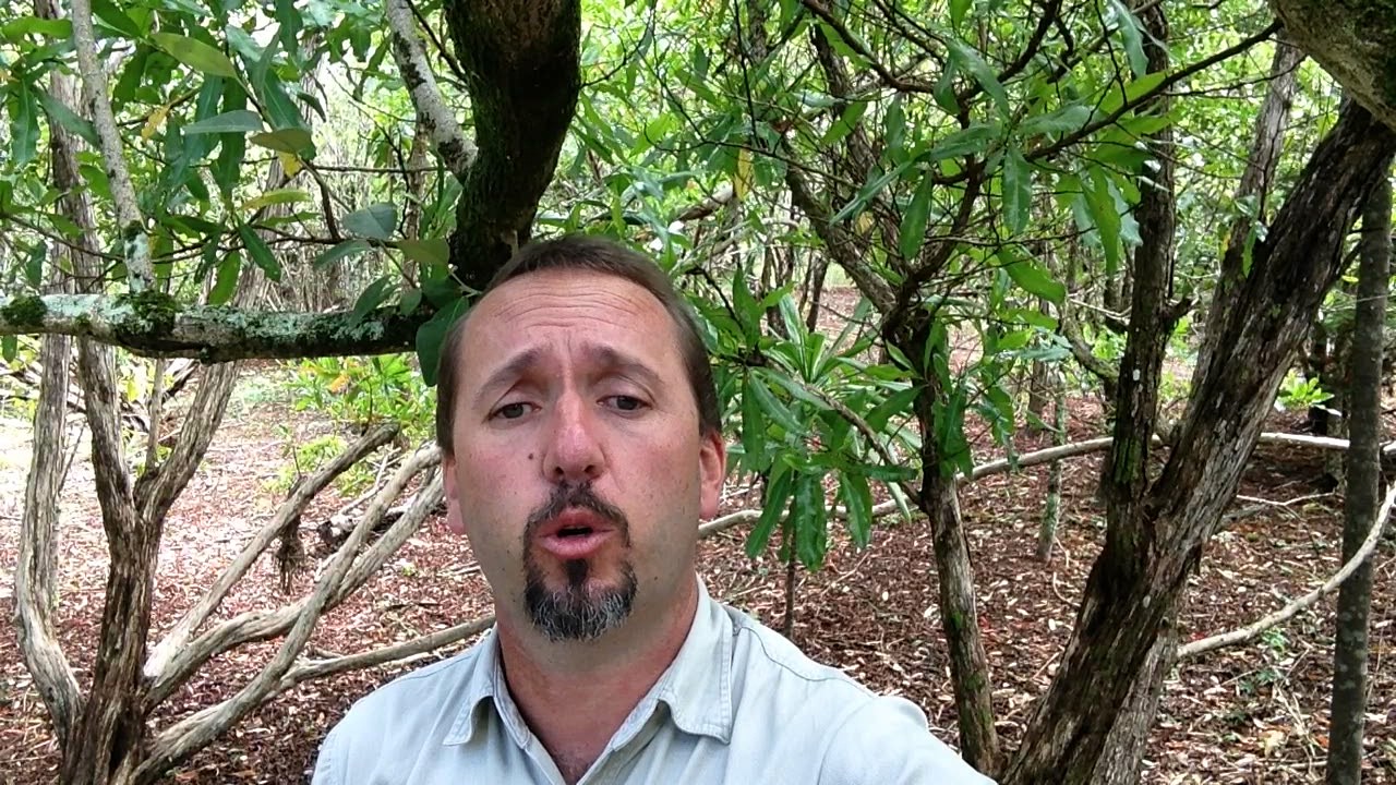 Operation Green Parrot - Norfolk Island National Park manager Craig ...