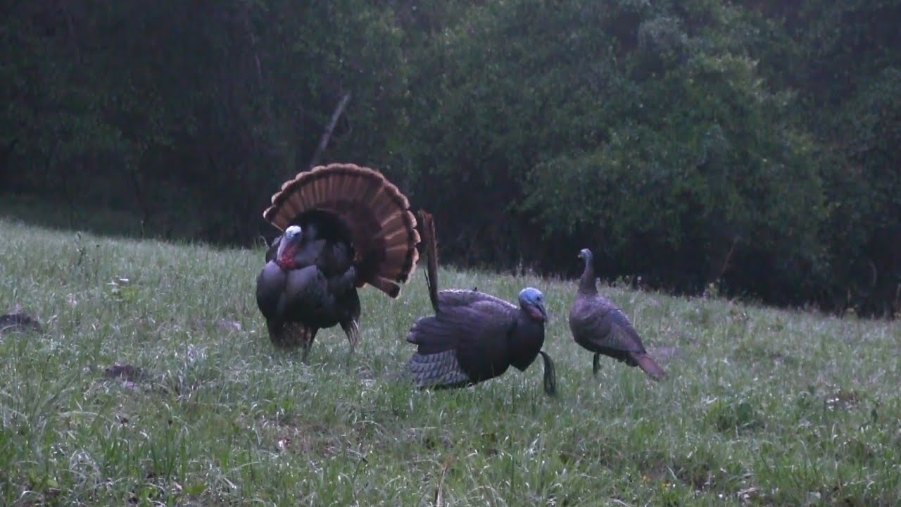 Flordia Oceola Turkey Hunting With Bill Epeards. - YouTube