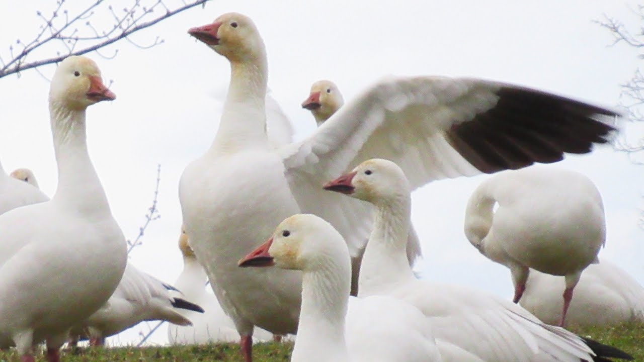 Snow Geese Honking & Flying Off - Amazing Geese Sounds - YouTube
