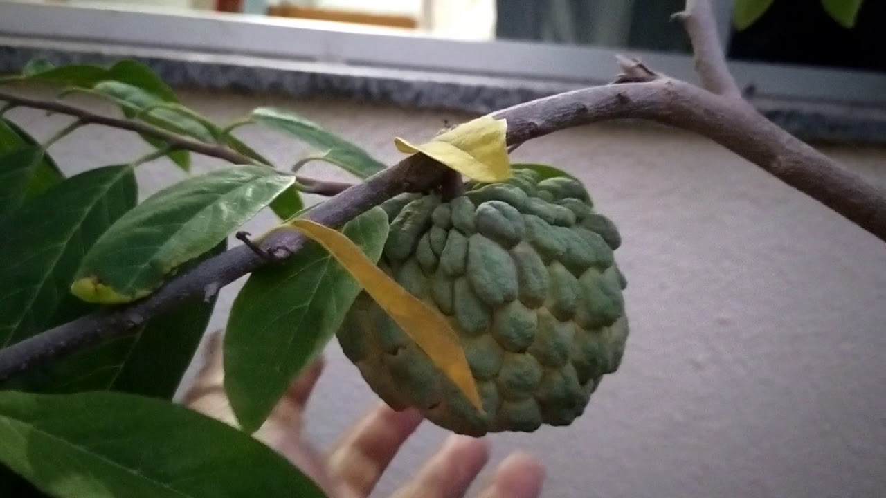 Ata/fruta do conde cultivado em vaso. - YouTube