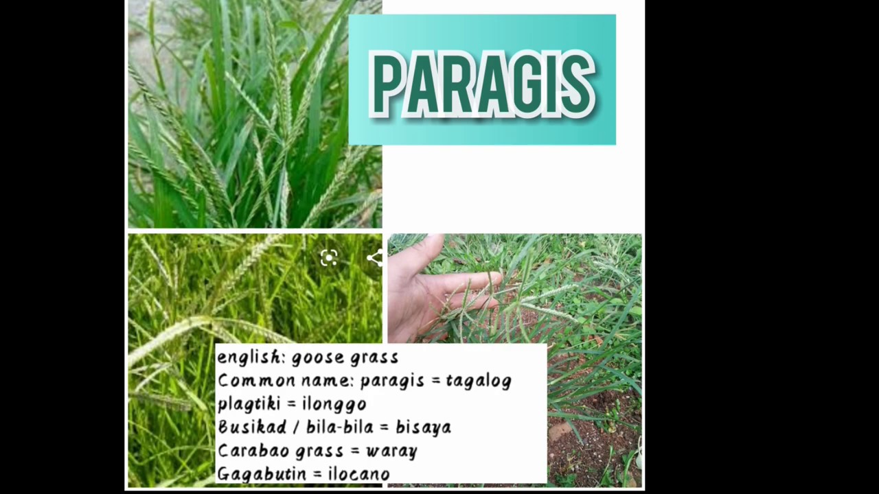 Paragis - YouTube