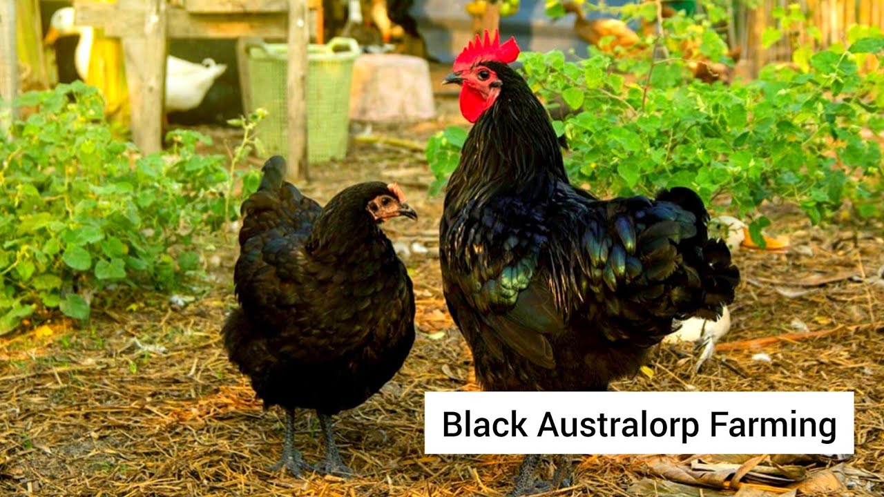 How to keep Black Austrolorp | Flovichek Farm - YouTube