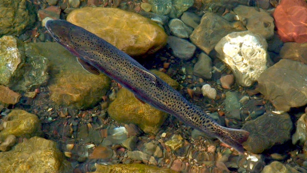 Fishing with Rod: Spawning rainbow trout at Leighton Lake - YouTube