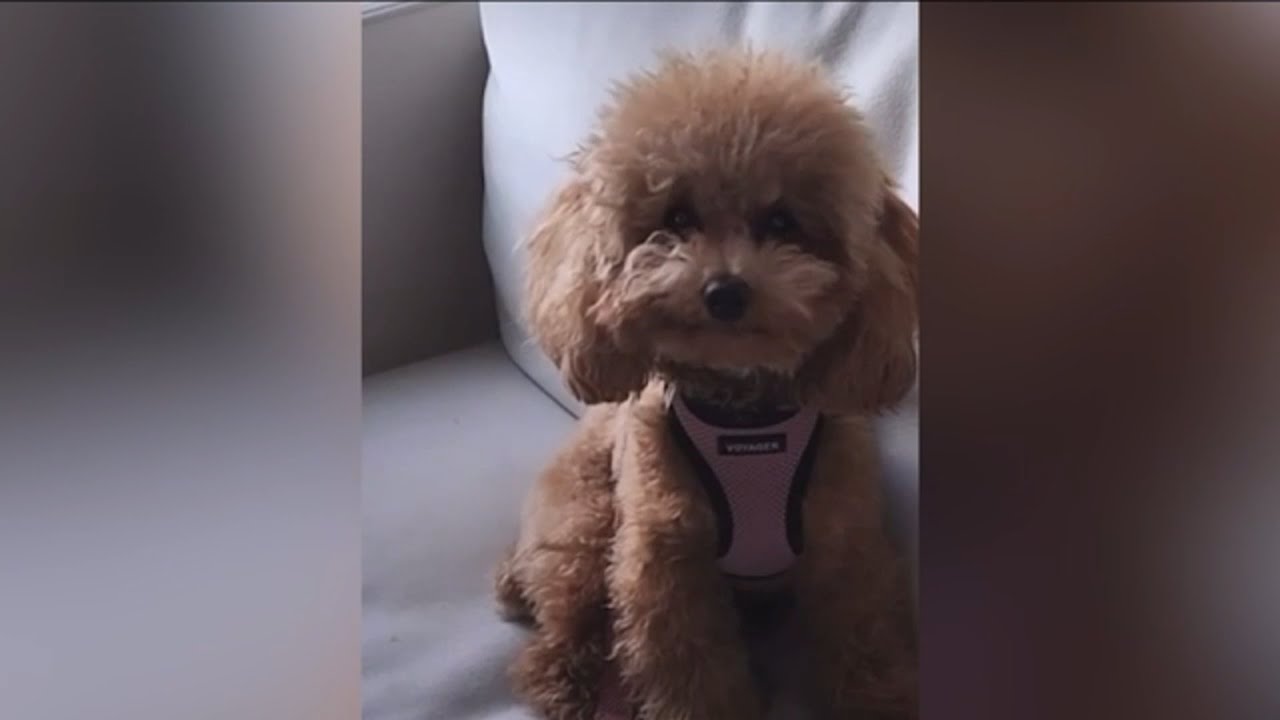 Toy poodle killed amid string of viscous dog attacks in Manhattan - YouTube