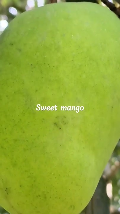 Teste Mango Youtube