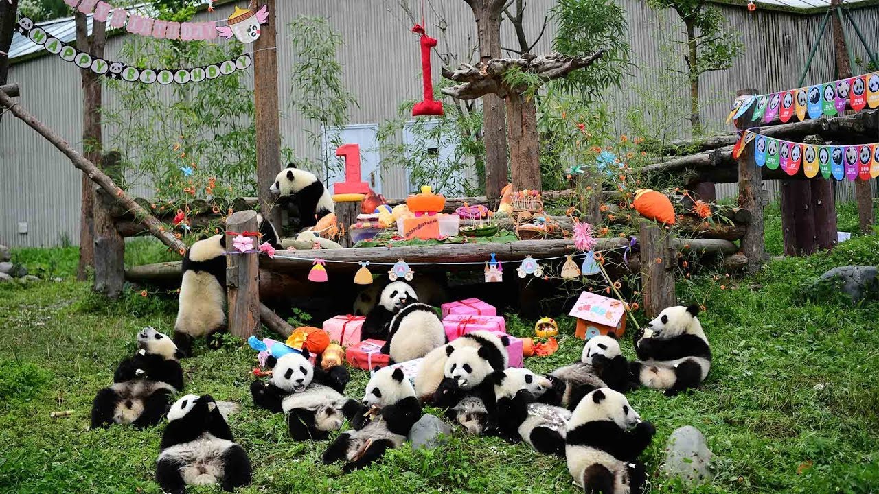 Baby Panda Birthday