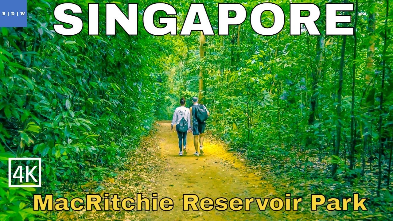 [4K] Nature Walking Tour Singapore | MacRitchie Reservoir Park 2021 ...