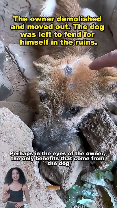 The owner demolished and moved out,The dog was left to fend for himself ...