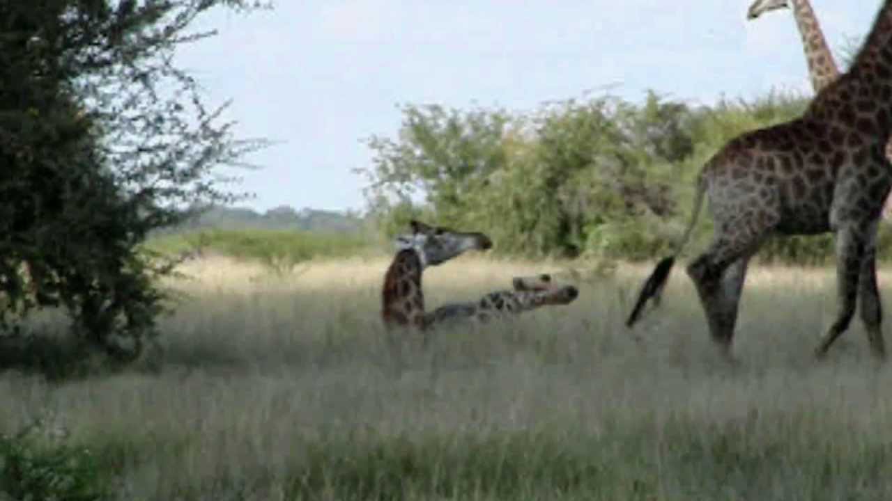 Giraffe Hunt Extreme Muzzleloader kill with .54 Cal Deerstalker - YouTube