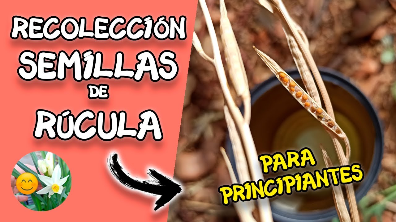 🤔 Cómo y cuándo recolectar 🌱 SEMILLAS de RÚCULA para principiantes 😍 ...