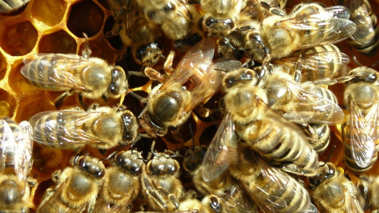 Pčele - Kada i kako zameniti maticu? - YouTube