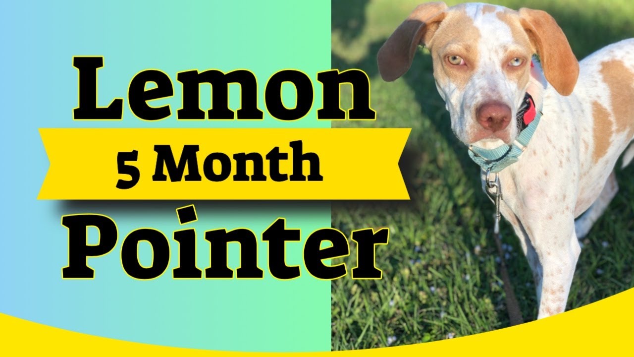Lemon | 5 Month Pointer | Best Dog Trainers | Off Leash - YouTube