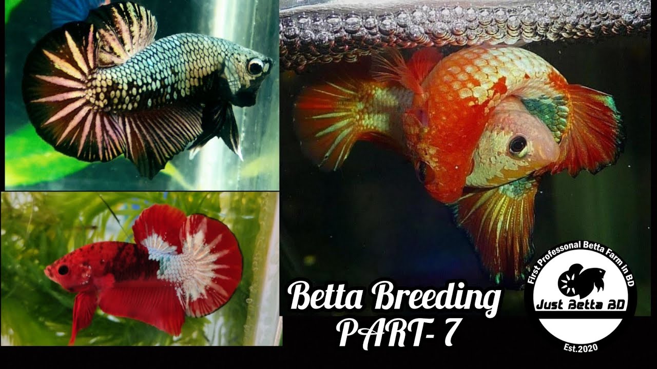 How To Breed Betta Fish | কিভাবে সহজ পদ্ধতিতে ফাইটার মাছের প্রজনন করবেন ...