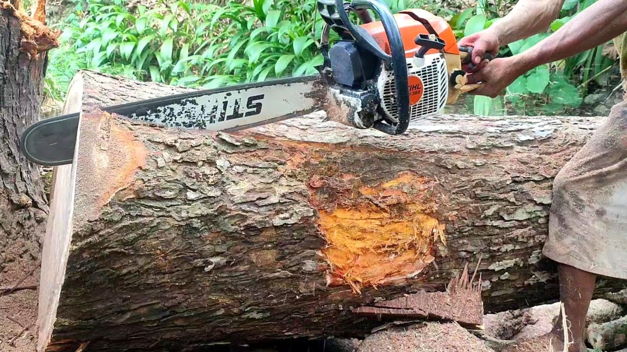 Keahlian membelah kayu trembesi besar chainsaw stihl ms 382 - YouTube