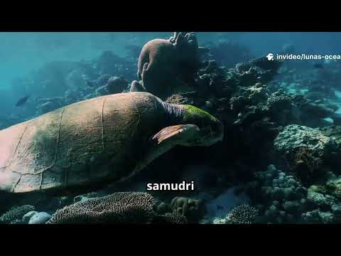 The Dancing mermaid #mermaid #fishstory