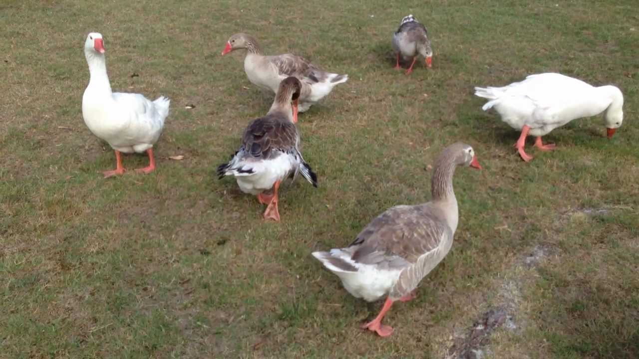 Friendly geese foraging at Centennial Park in Sydney - YouTube