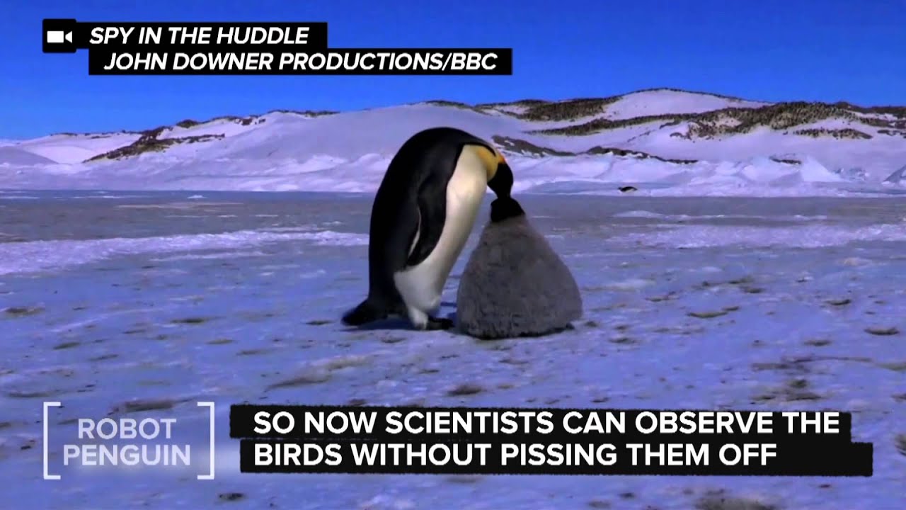 Robotic Baby Penguin Helps Scientists | NBC News - YouTube