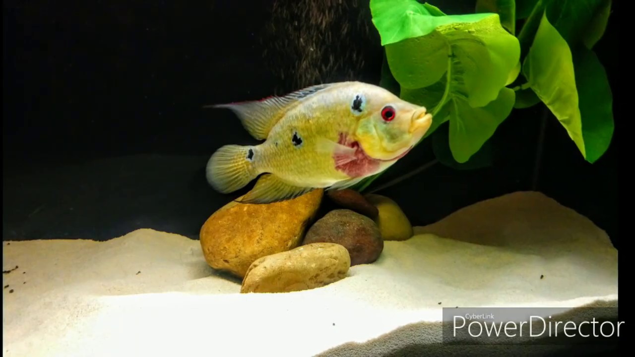 Trimac Cichlid Youtube