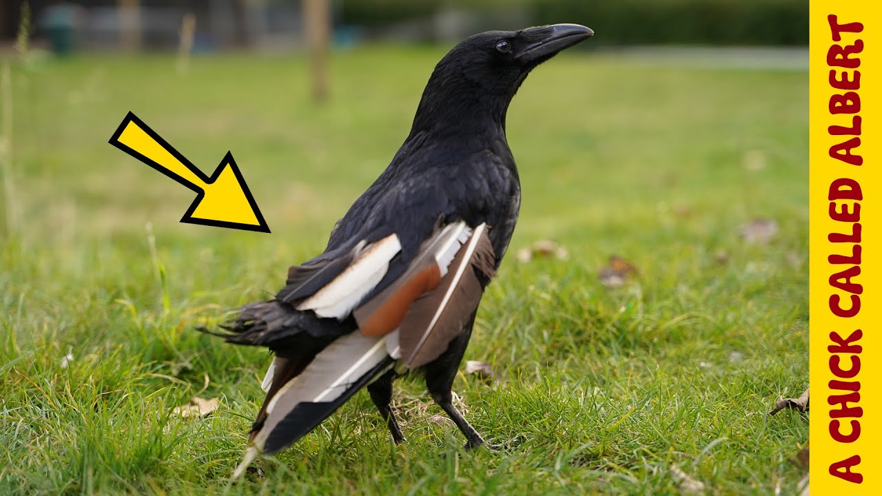 Wing extensions - Can a Crow fly with Peacock feathers? - YouTube