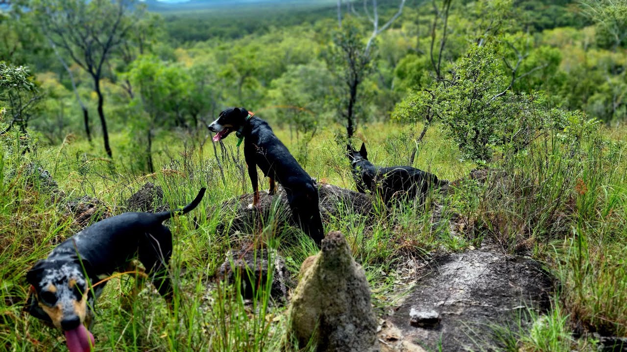 Boar Bail Up, Walking the Mountains - YouTube