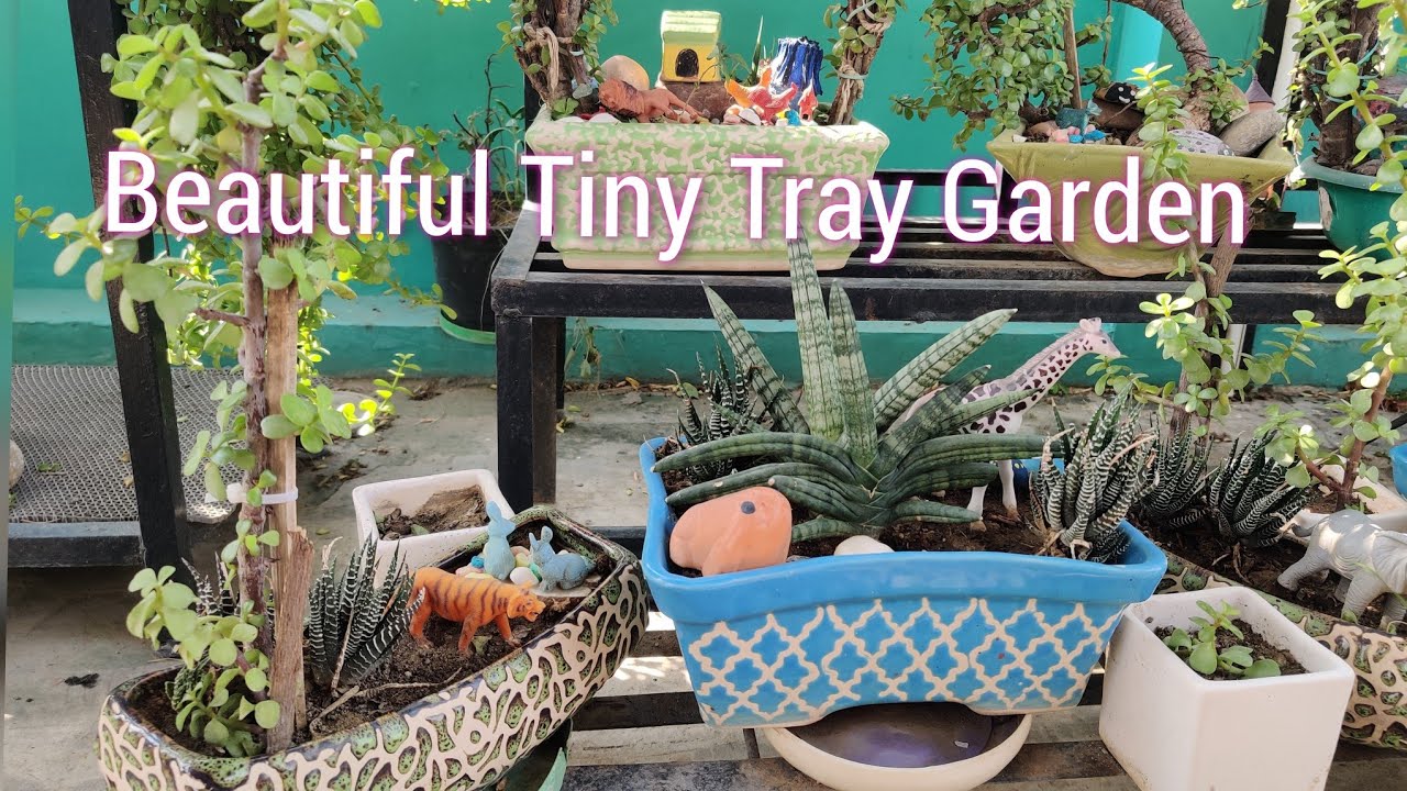 जानिए ! Tiny Tray Garden कैसे बनाएं और सजाएं अपने Garden में #Plants ...
