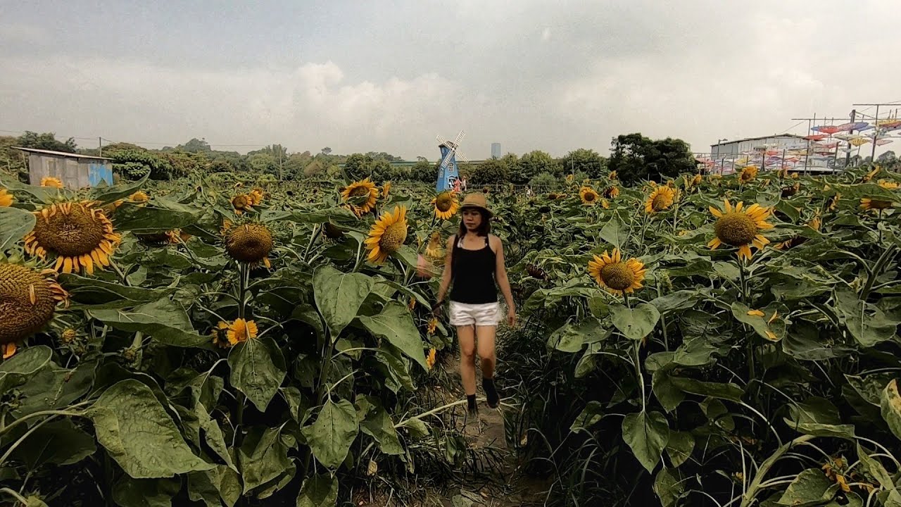 Shun Sum Yuen Farm | San Tin Sunflower Farm | Lotus Pond - YouTube