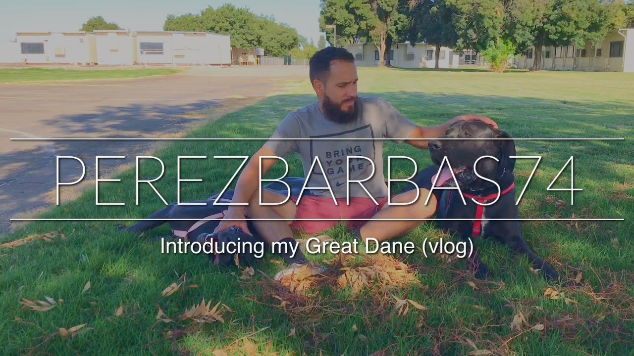 Introducing my Great Dane (Vlog) - YouTube