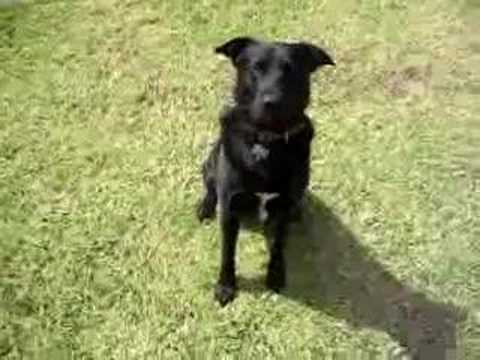 My boy Thunda. Black Labrador X Cross X Collie Colly - YouTube
