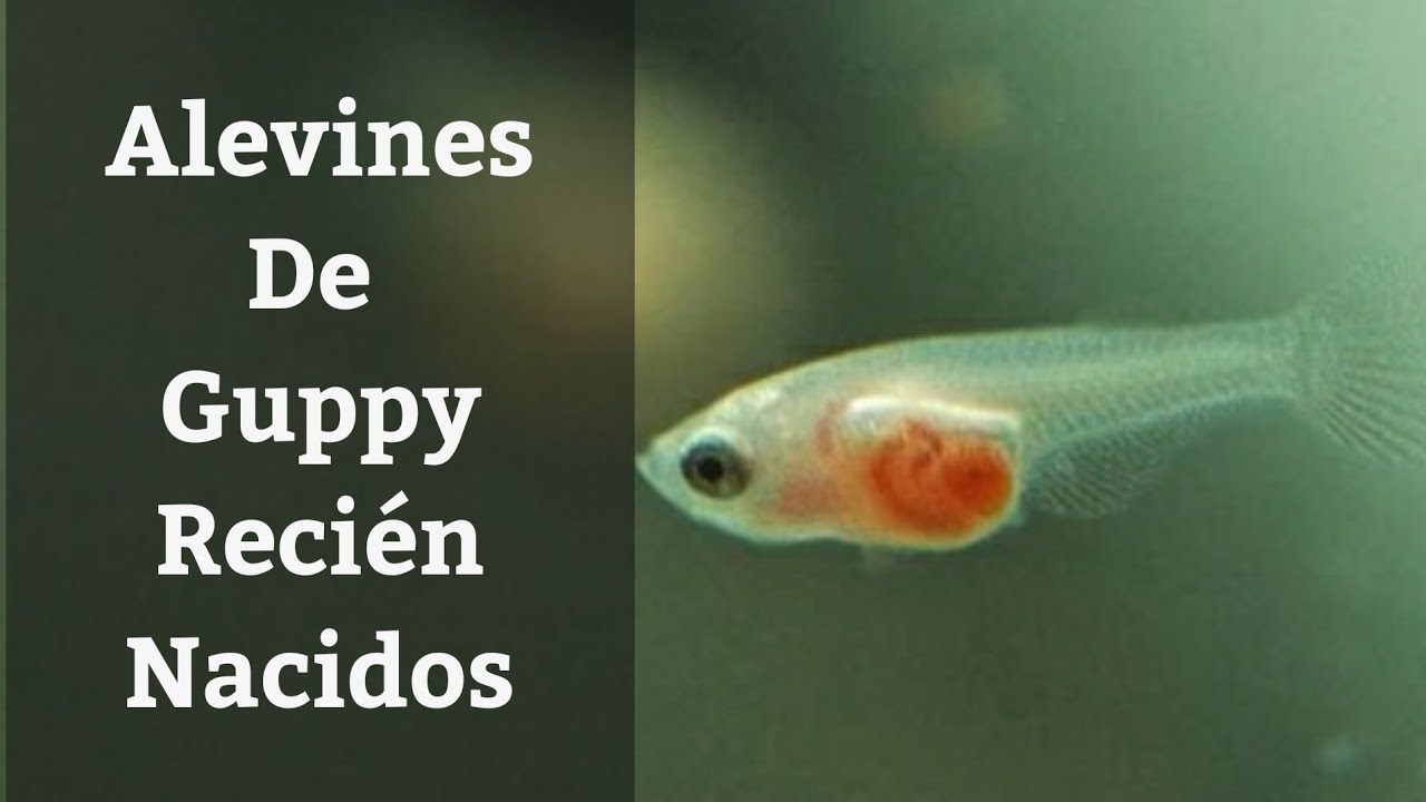 🔵 Alevines de Guppy,Como Cuidar a Los Guppys 1x5 (Acuarios MB) - YouTube
