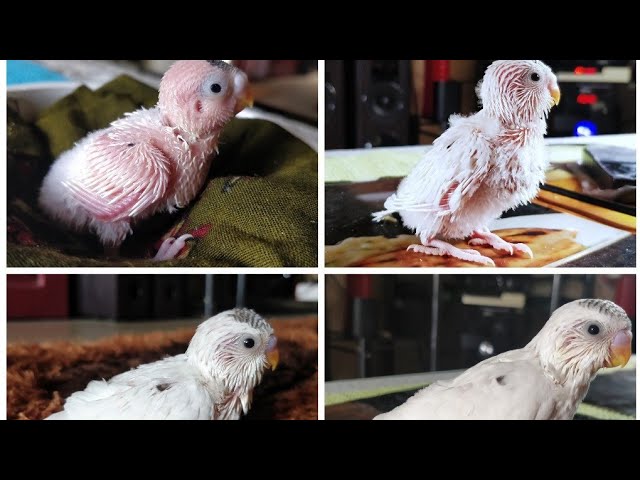 Baby Parakeets Development
