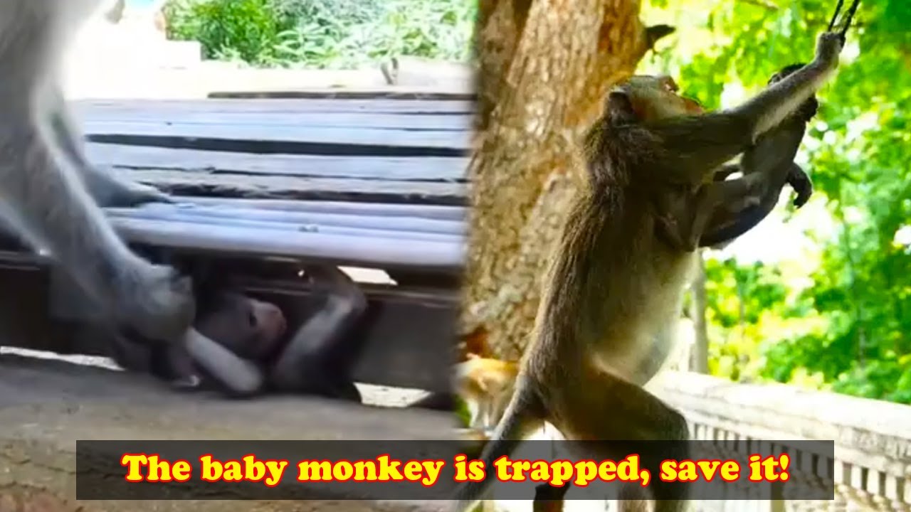 The baby monkey is trapped, come and save it! - YouTube