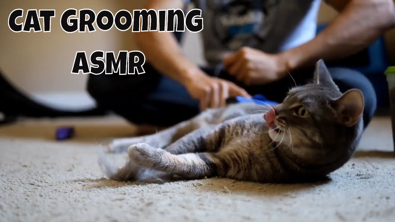 ASMR CAT GROOMING WITH SOOTHING ANIMAL PURRING AND BRUSHING ASMR SOUNDS ...
