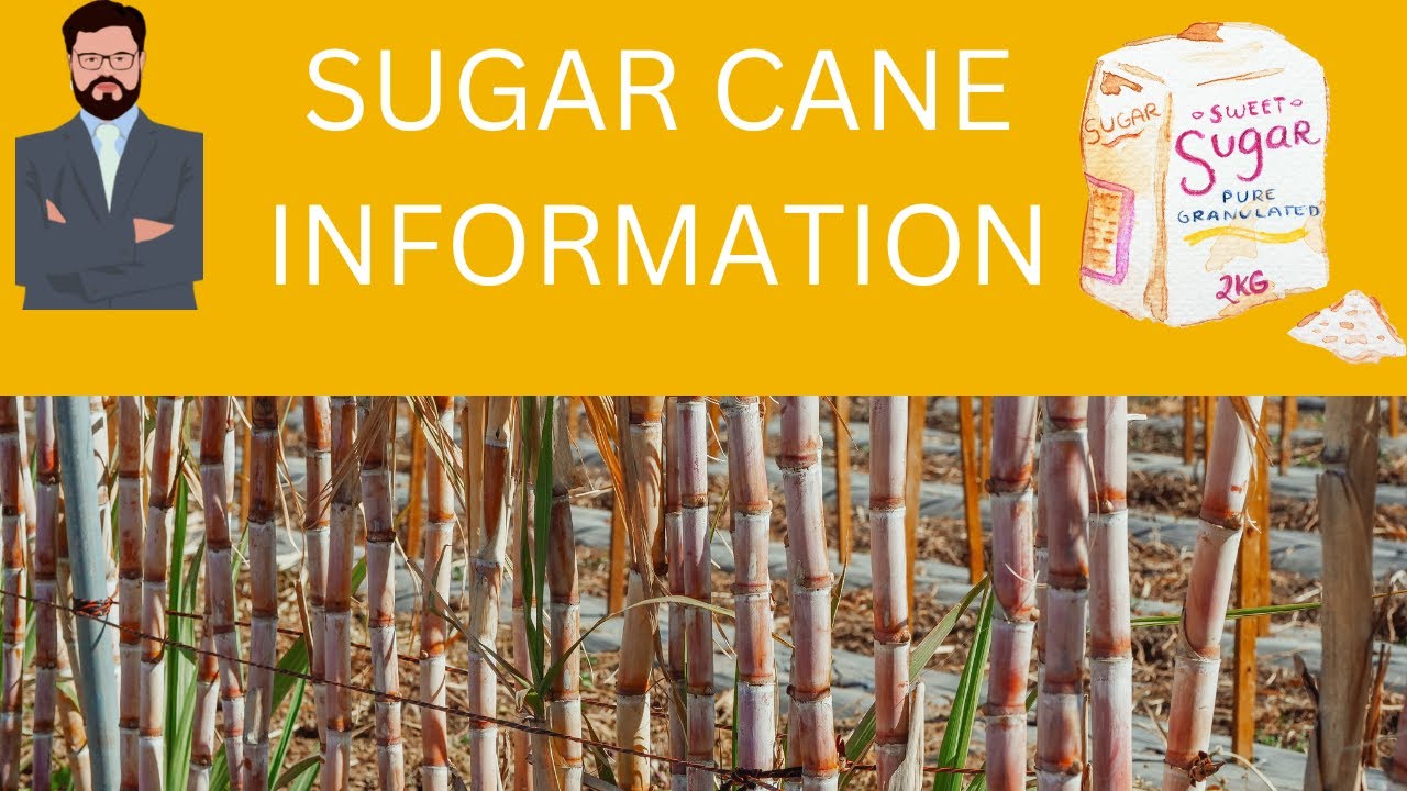SUGAR CANE CROPS DETAILS AND PRODUCTION IN ALL PAKISTAN - YouTube