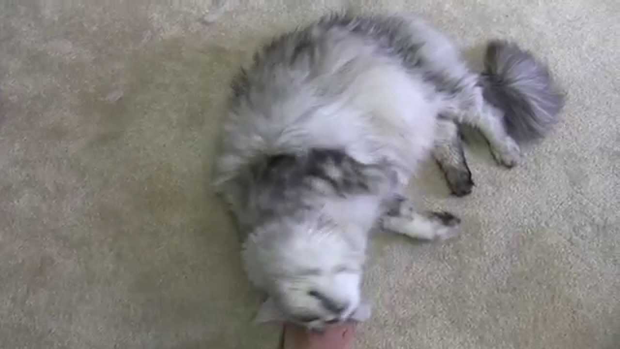 BIG Maine Coon Cat Foot Rub - YouTube