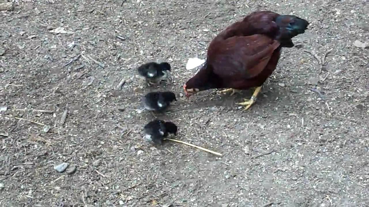 Chickens.... And Banty hen with babies - YouTube
